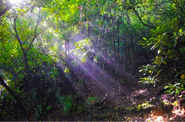 Forest Bathing Trail at Grassy Creek - Yadkin Valley, NC